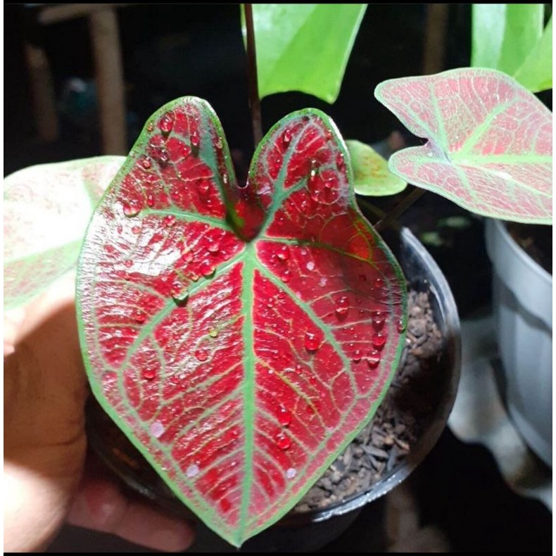Jual CALADIUM RED ARINI / KELADI RED ARINI / FESTIVIA | Shopee Indonesia
