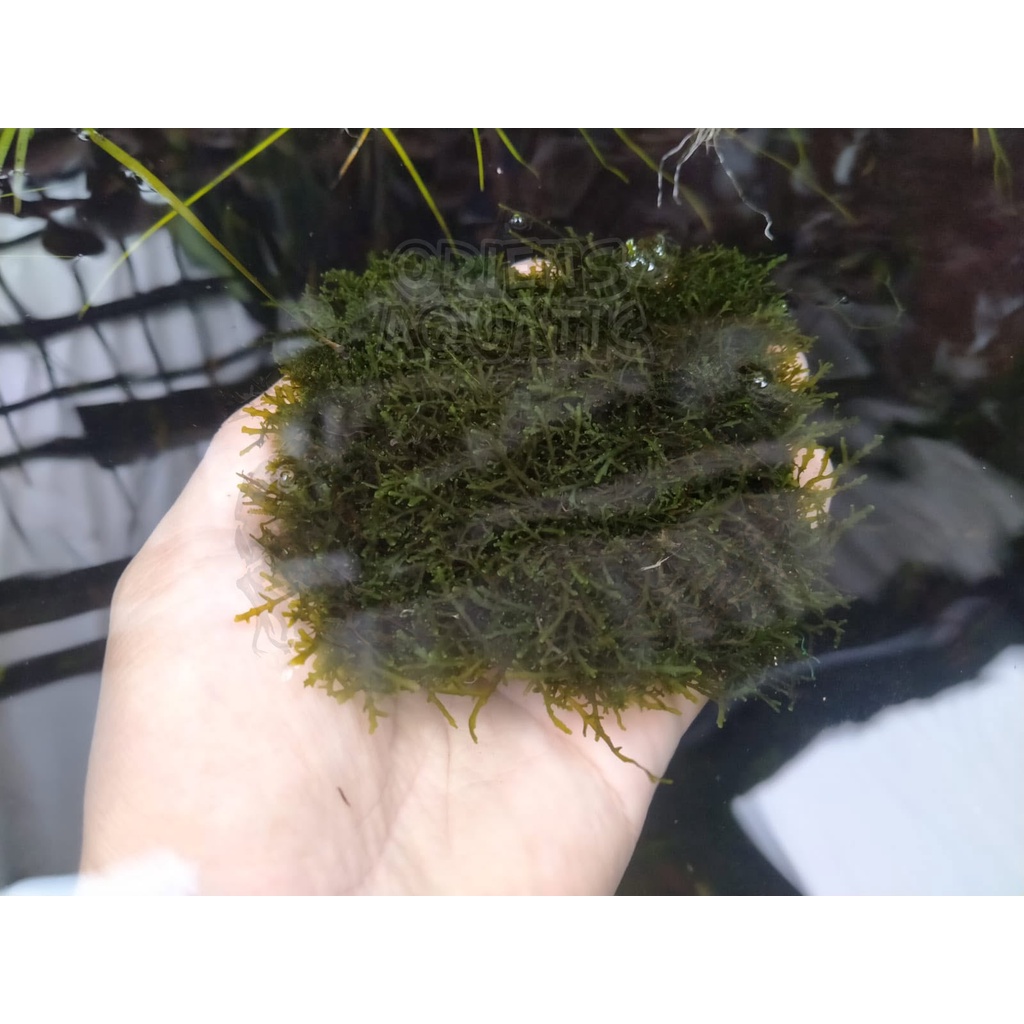 Jual Tanaman Aquascape - Moss Ricardia Mini Pelia Media Lempeng Kawat ...