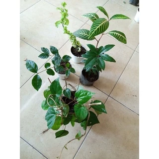 Produk GoMien | Shopee Indonesia
