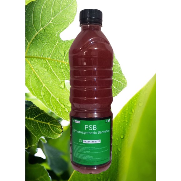 Jual Pupuk PSB Biang 600ml | Shopee Indonesia