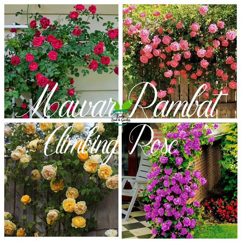 Jual Benih Bibit Biji Bunga Mawar Rambat Climbing Rose 4 Warna | Shopee ...
