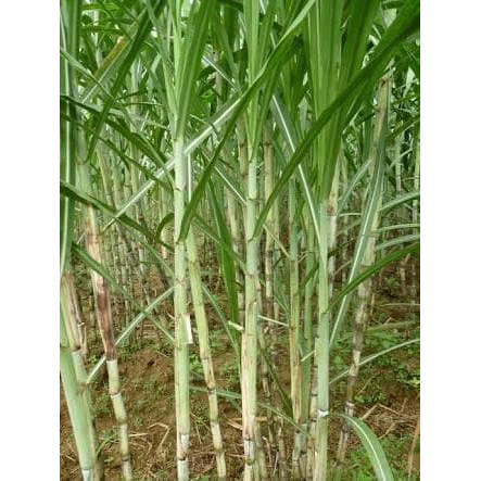 Jual Paket 20 Bibit Tebu Hijau 62 Varietas Unggul | Shopee Indonesia