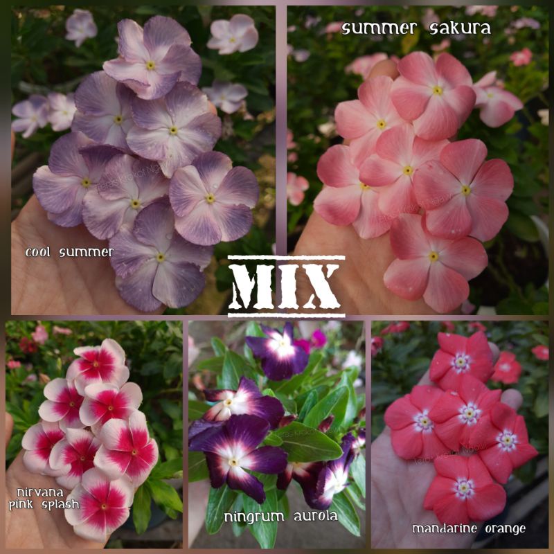 Jual Benih / Biji Vinca Sultan Mix | Shopee Indonesia