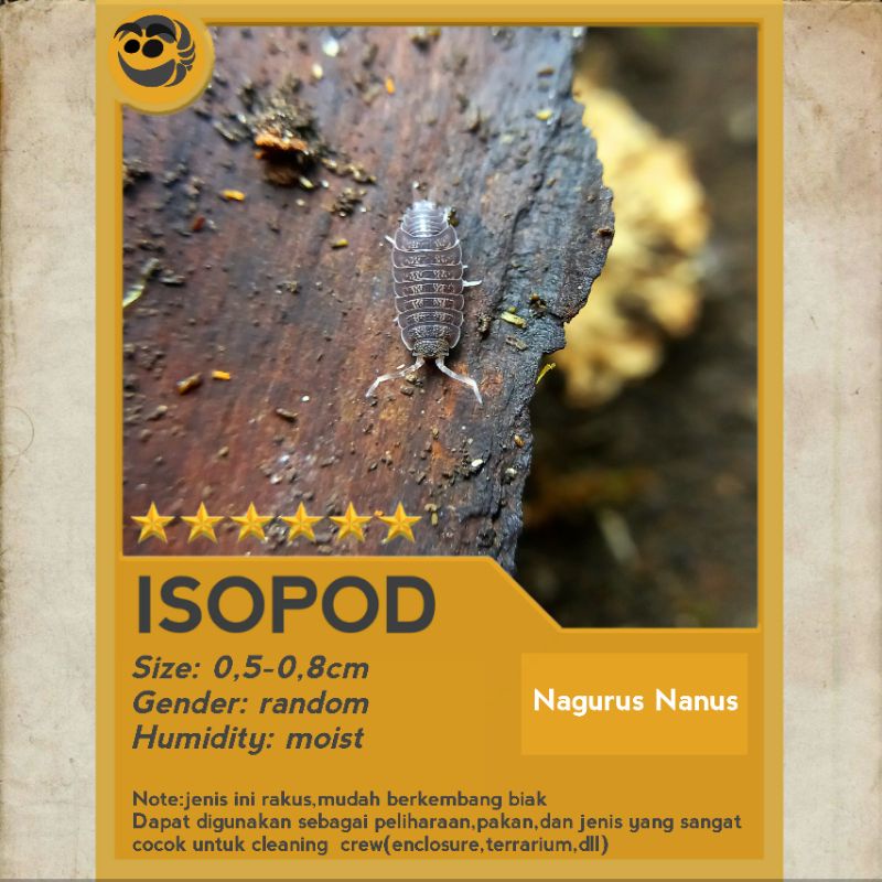 Jual Isopoda Nagurus Nanus 20 ekor | Shopee Indonesia
