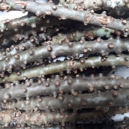 Jual Batang Bratawali / Stek Brotowali / Sapeh ASI / Bibit Tumbuhan ...