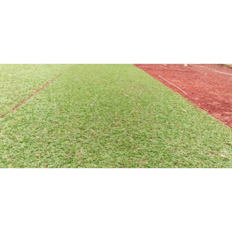 Jual rumput gajah mini satu meter persegi | Shopee Indonesia
