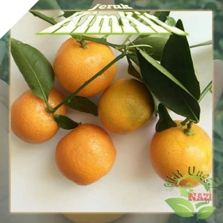 Jual pohon jeruk kimkit Harga Terbaik & Termurah Desember 2025 | Shopee ...