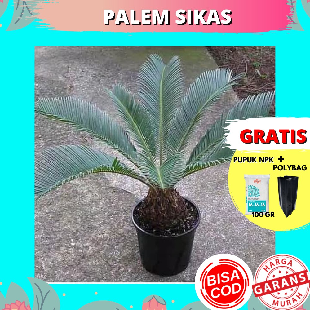 Jual Tanaman Bunga Palem Sikas Murah Bergaransi | Shopee Indonesia