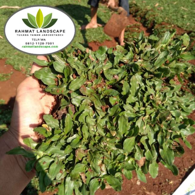 Jual Rumput gajah mini super / rumput taman / rumput gajah mini ...