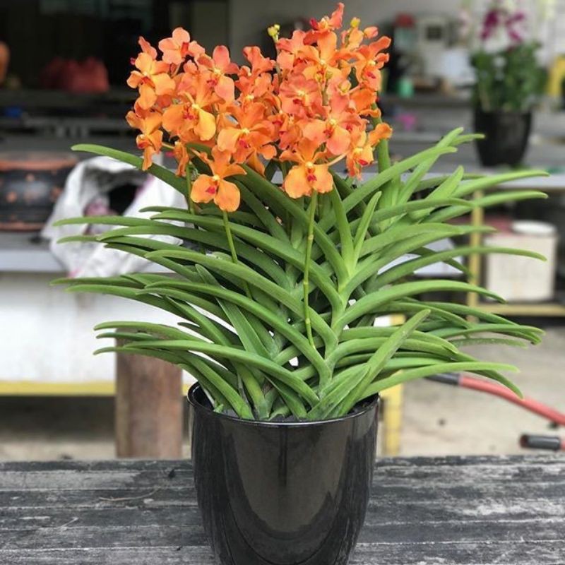 Jual Anggrek Vanda ascocentrum miniatum ( orange muda ) | Shopee Indonesia