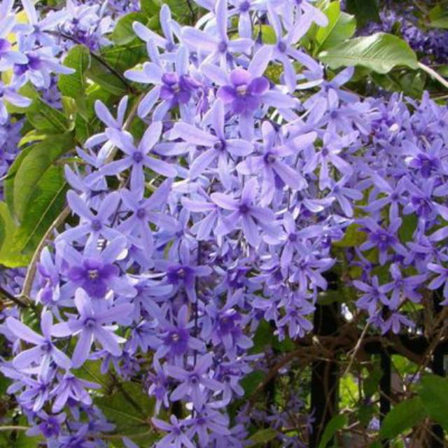 Jual Tanaman hias bunga blue patrea petrea volubilis ungu | Shopee ...