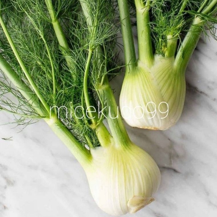 Jual FENNEL FRESH SEGAR 500GR / SAYUR ADAS FENEL PENEL | Shopee Indonesia