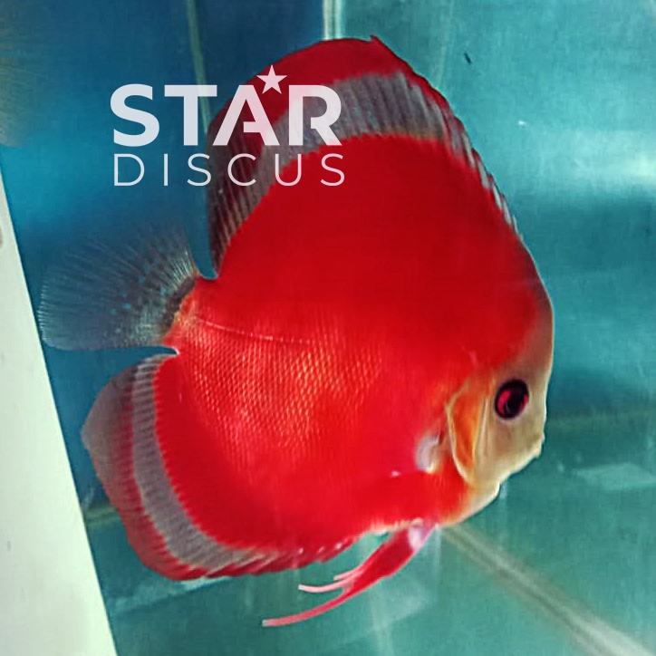 Jual Discus San Merah mulai ukuran 1 cm | Shopee Indonesia