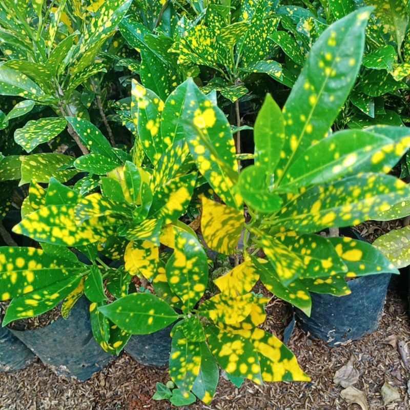 Jual Tanaman Hias Puring Emas Kuning - Puring Bintik Kuning | Shopee ...