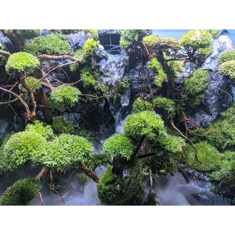 Jual Moss mutiara paludarium porsi Nampan 21x16 Tanaman aquascape ...