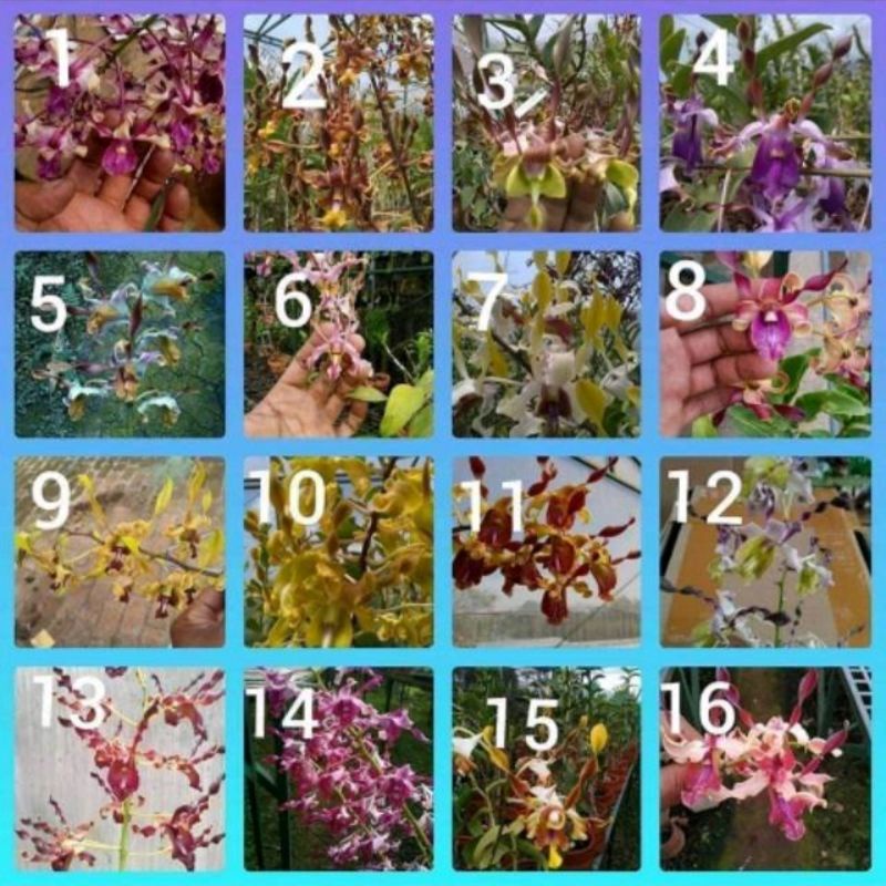 Jual Anggrek botol dendro (BISA COD) - Bibit botol anggrek dendrobium ...