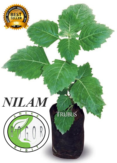 Jual BIBIT POHON TANAMAN DAUN NILAM PATCHOULI | Shopee Indonesia