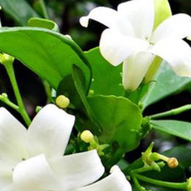 Jual MELATI INDIA | Shopee Indonesia
