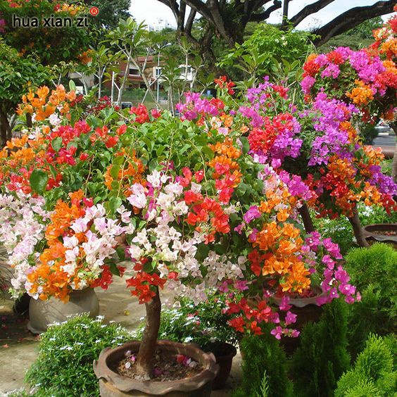 Jual Tanaman Hias Bunga Bougenville Tersedia 6 Variasi Warna - Bunga ...