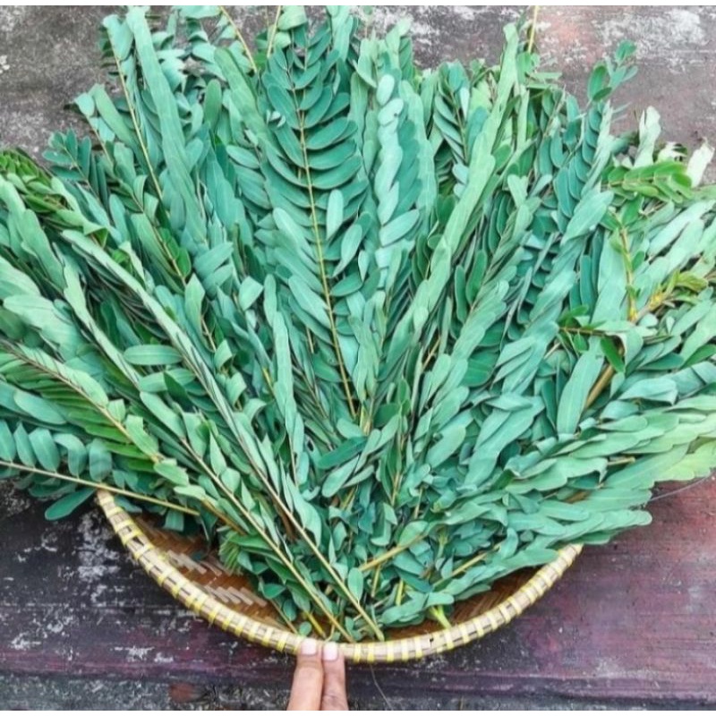 Jual Daun Turi segar per 100 gram (original) | Shopee Indonesia