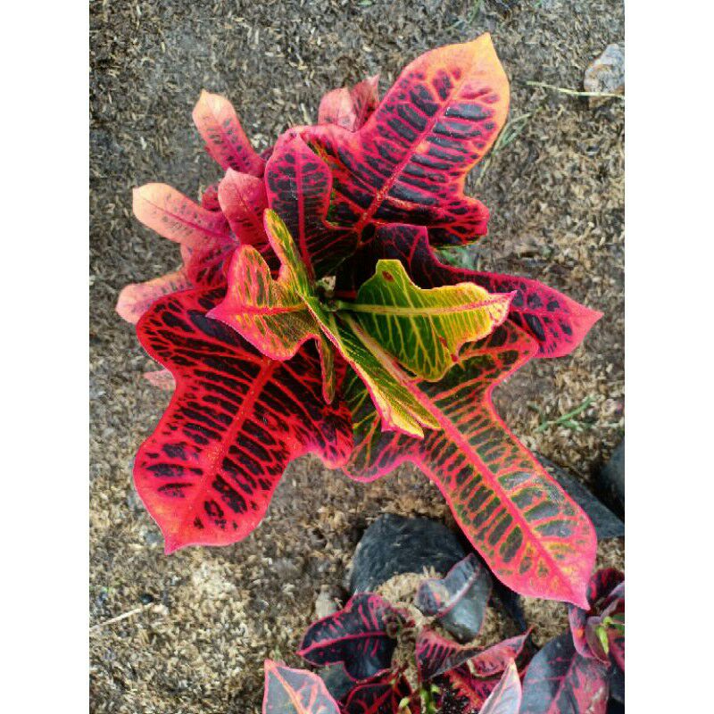 Jual tanaman hias puring dasi merah | puring dasi jojon merah | Shopee ...