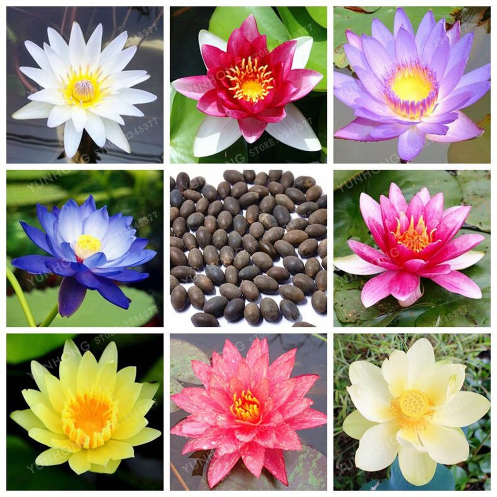 Jual Bibit Benih Biji Bunga Teratai Lotus Mix - Biji Tanaman Pohon ...