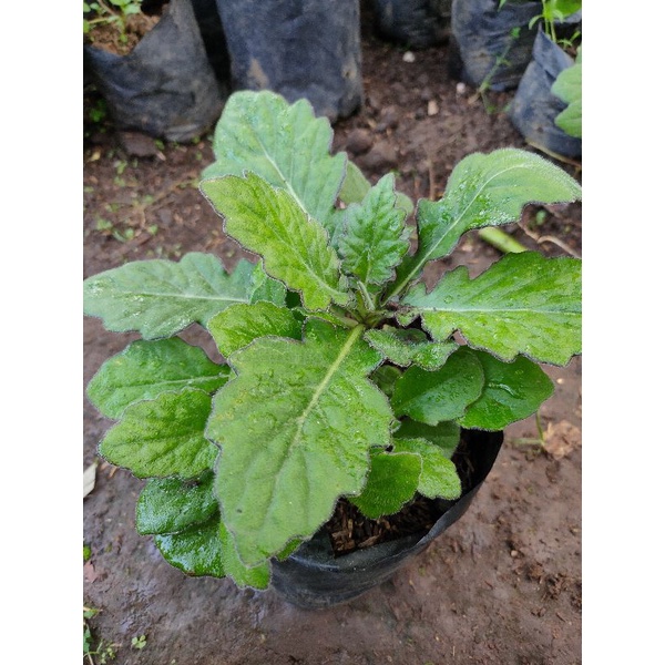 Jual Bibit Tanaman Daun Dewa - Tanaman Dewa Obat - Pohon Herbal ...