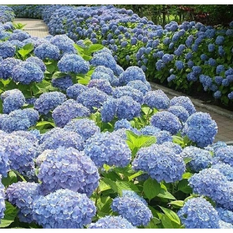 Jual BUNGA HORTENSIA BIRU BIBIT / BUNGA PANCAWARNA BUNGA ROTEN | Shopee ...