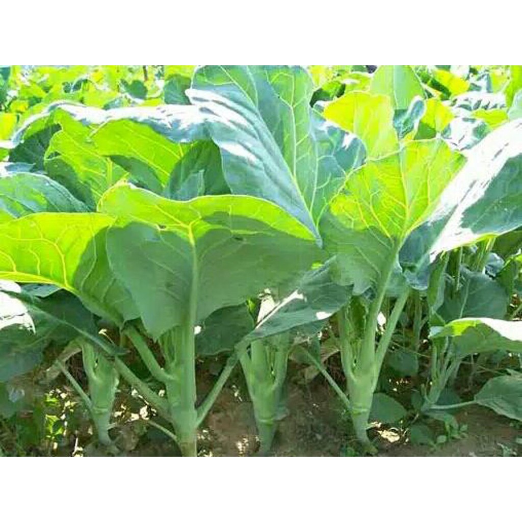 Jual Bibit Benih Biji Sayur Kailan Chinese Kale Vegetable - Biji ...