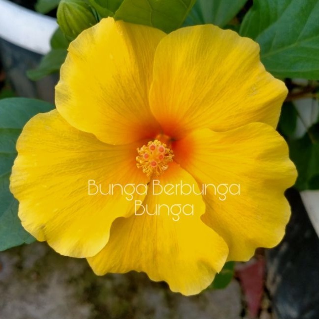 Jual bibit kembang sepatu hibiscus kuning telur tengah merah soft ...