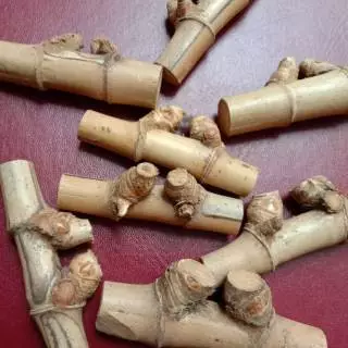 Jual Bambu Pethuk Terlengkap & Harga Terbaru Agustus 2025 | Shopee ...