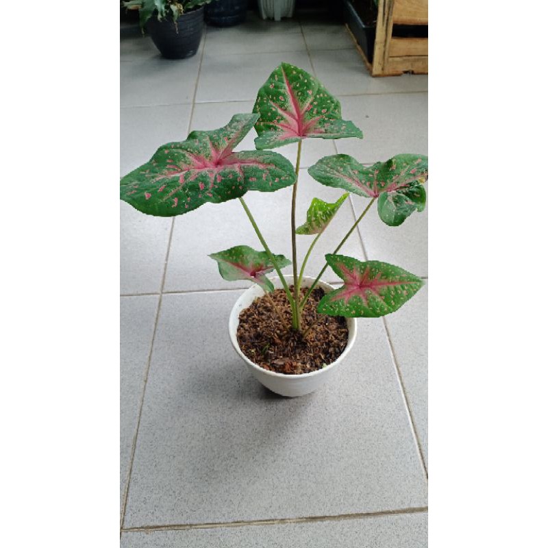 Jual keladi/caladium bercak darah cantik (Khusus Pulau Jawa) | Shopee ...