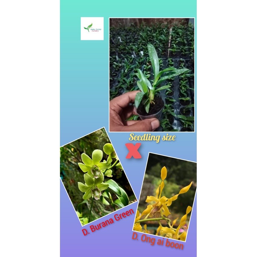 Jual Seedling Anggrek Dendrobium Burana Green x Ong Ang Ai Boon ...