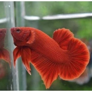 Jual ikan cupang super red Harga Terbaik & Termurah Maret 2026 | Shopee ...