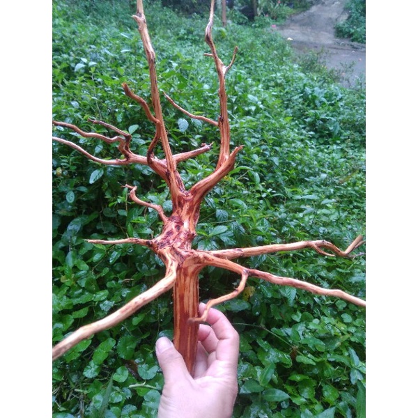 Jual akar Rasamala tanaman aquascape | Shopee Indonesia