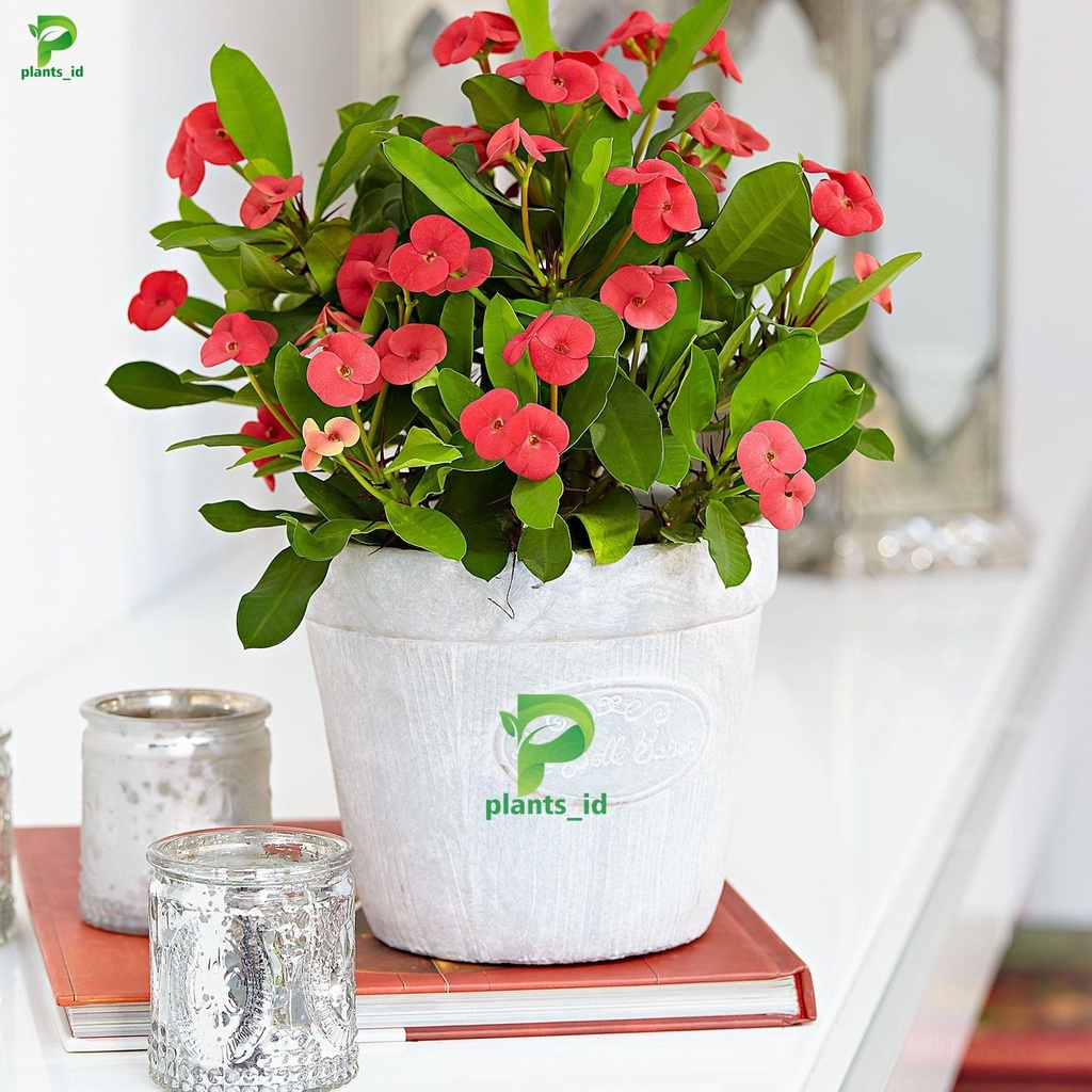 Jual tanaman hias sekulen indor outdor bunga 8 dewa euphorbia sekulen ...