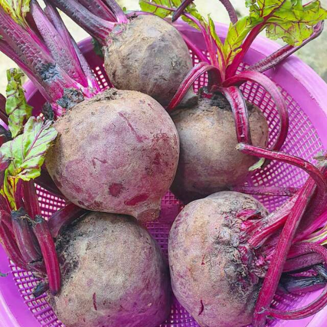 Jual Buah Beat Root | Shopee Indonesia