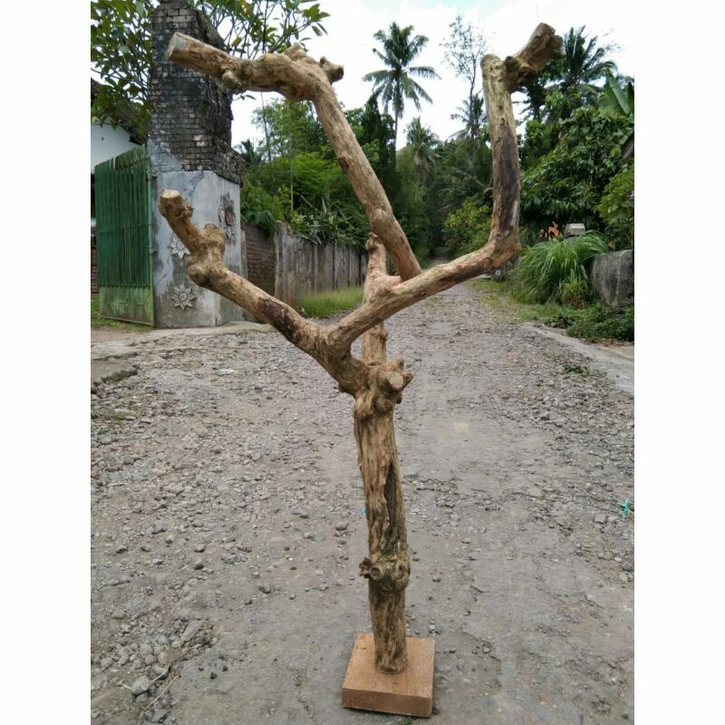 Jual Kayu kopi antik t113cm (S&T 01) | Shopee Indonesia