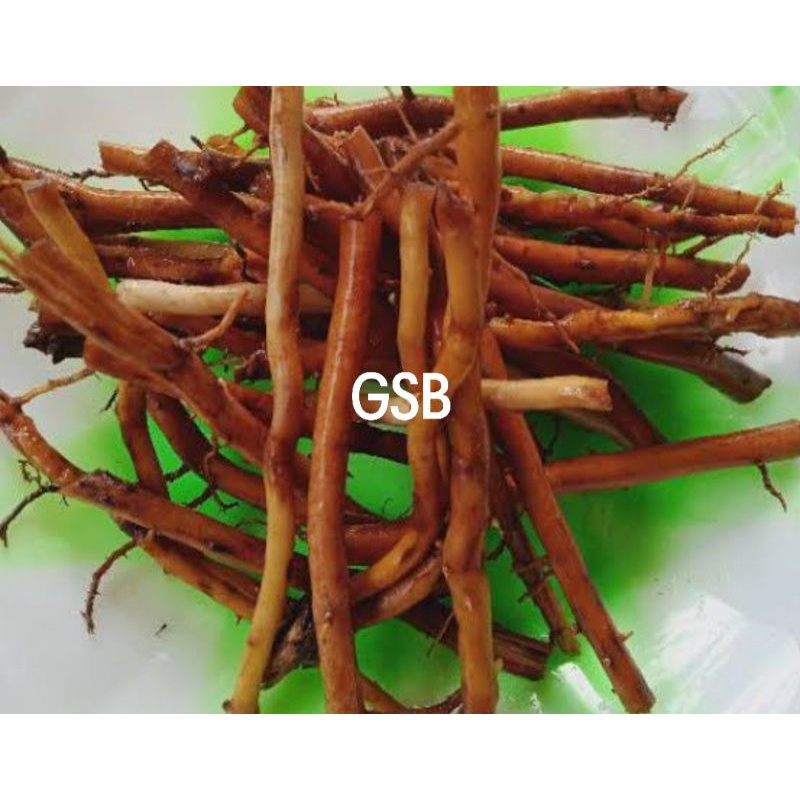 Jual Akar aren segar akar pohon aren 1 kg | Shopee Indonesia