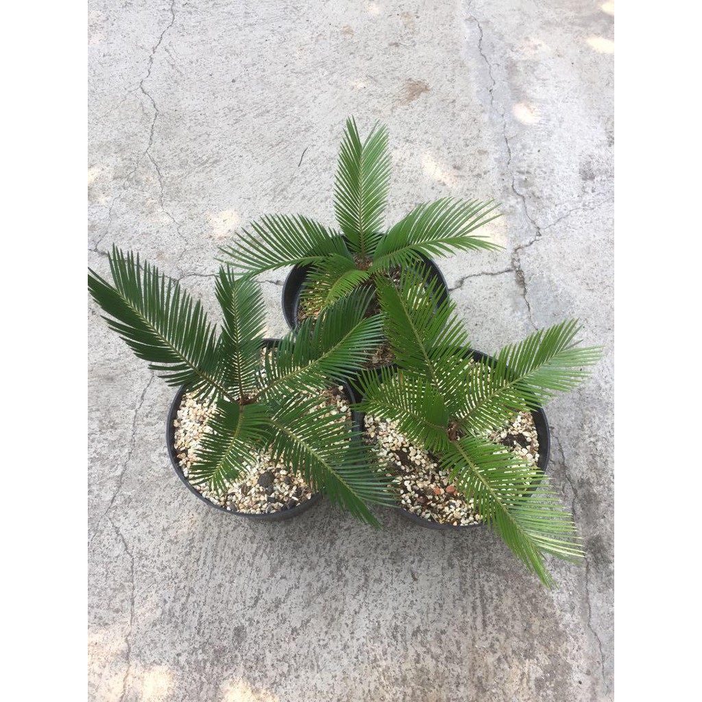 Jual Tanaman Hias Palem Sikas (Cycas revoluta) - Mawar Jambe pohon ...
