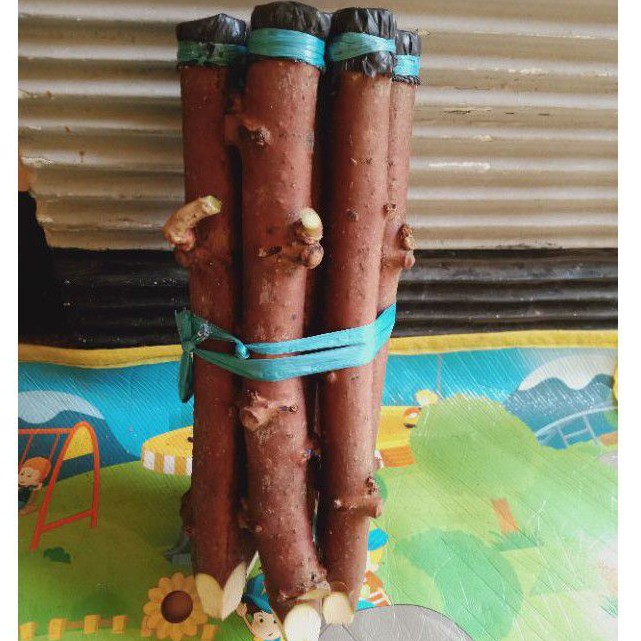 Jual Stek Singkong Merah Bibit Unggul Cepat Berbuah 15 Batang | Shopee ...