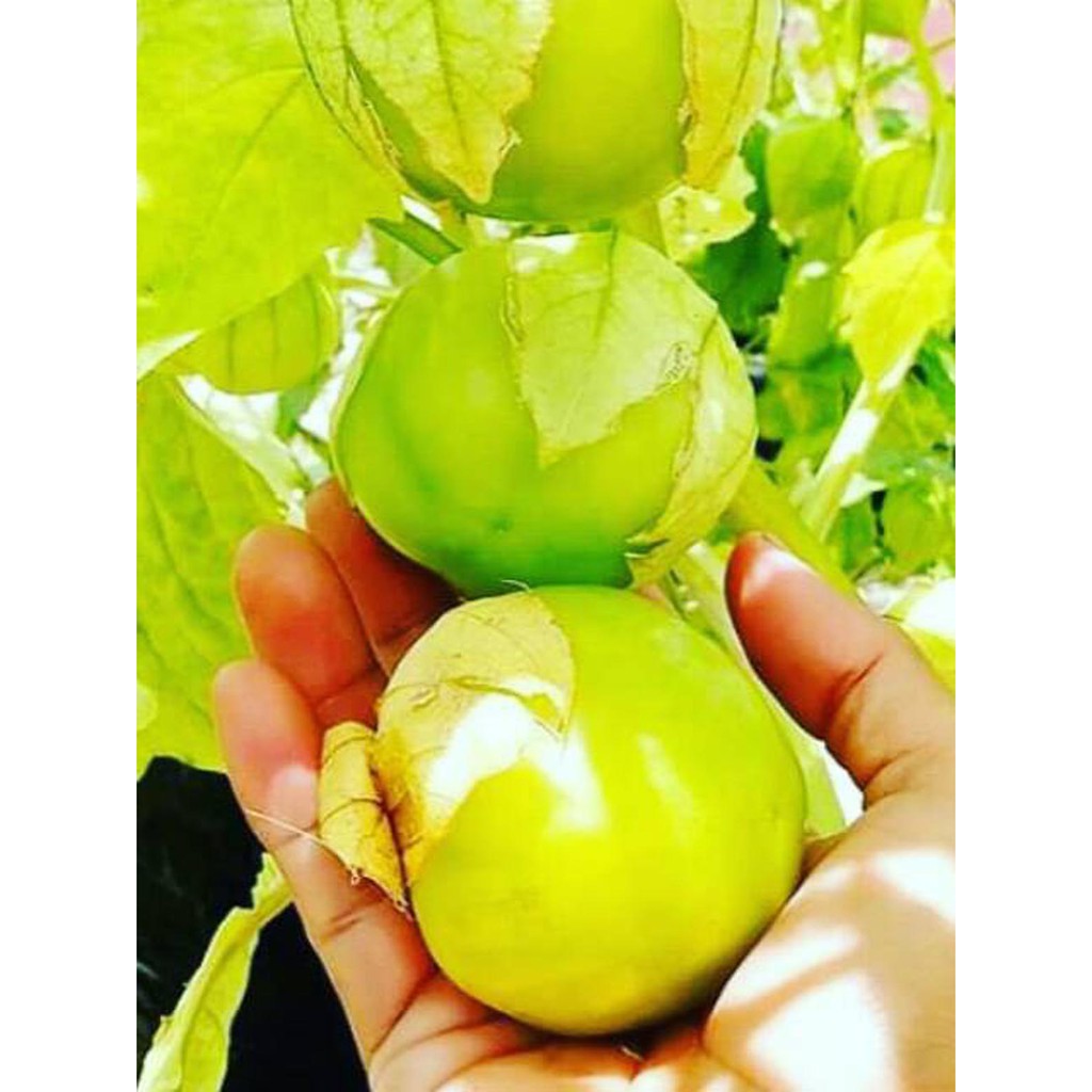 Jual Biji Ciplukan Jumbo Cecendet - Bibit Tanaman Pohon Ciplukan Jumbo ...