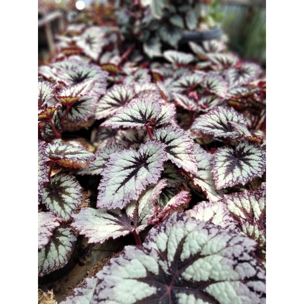 Jual Begonia Ice cream | Shopee Indonesia