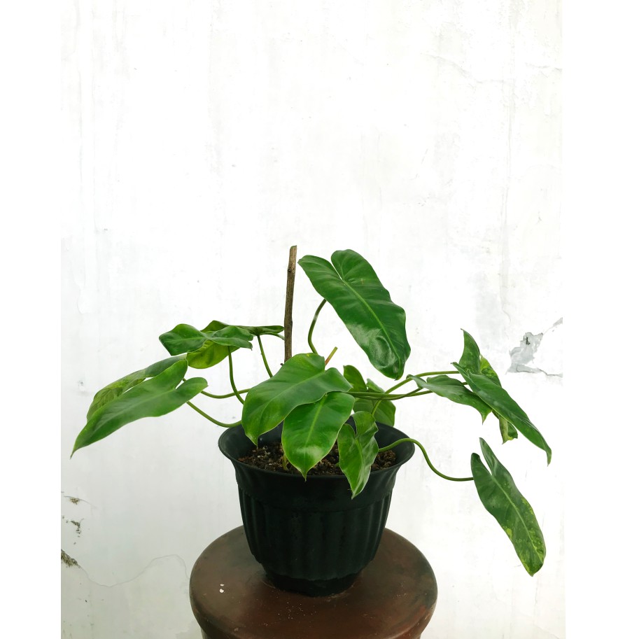 Jual Philo burle mark | philo brekele | philodendron burle mark | Philo ...