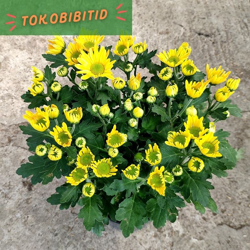 Jual Tanaman Krisan Aster Yellow | Shopee Indonesia