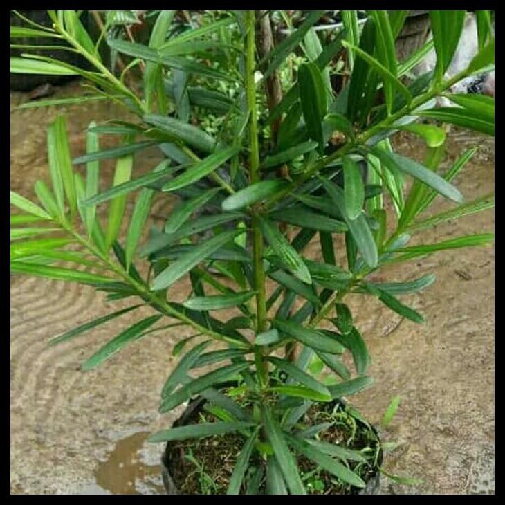Jual Bibit Pohon Lohansung Taiwan-Bahan Bonsai | Shopee Indonesia