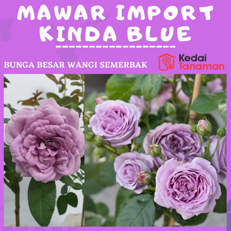 Jual Bunga MAWAR IMPORT KINDA BLUE - Tanaman Hidup Bunga Mawar Import ...