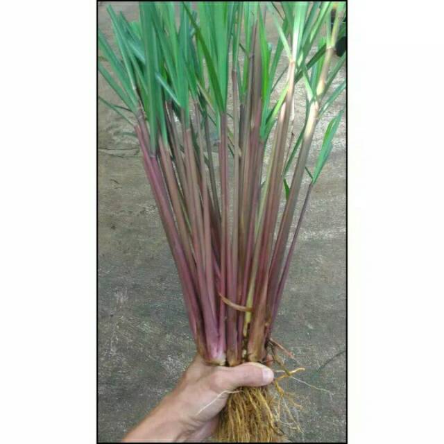 Jual Tanaman Sereh Wangi Merah - serai merah asli | Shopee Indonesia