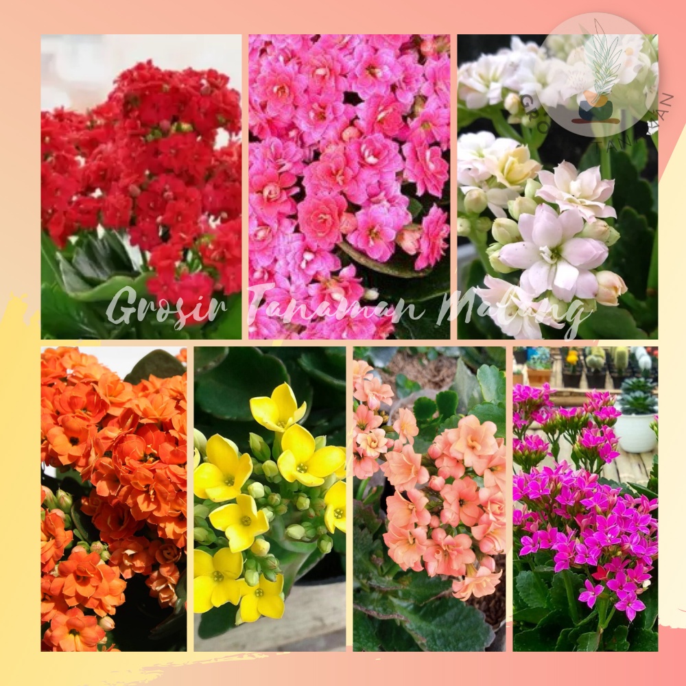 Jual Tanaman Hias Bunga Kalanchoe - Tanaman Bunga Calandiva - Tanaman ...