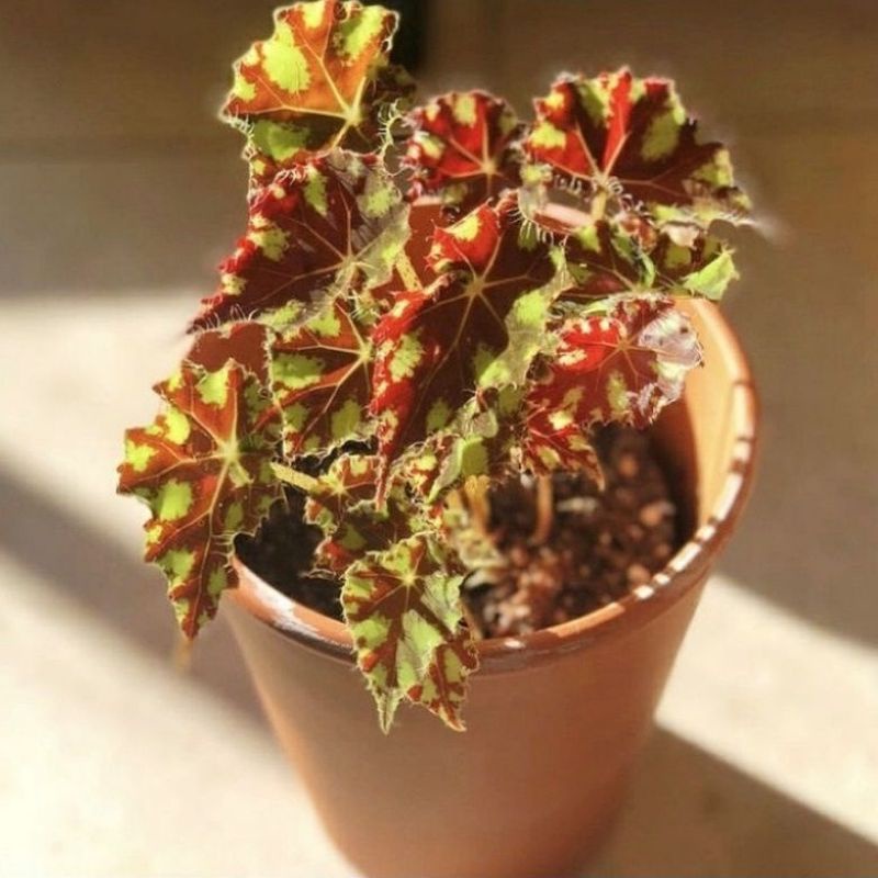 Jual ( BISA COD ) Tanaman Hias Begonia Tiger Cup / Bunga Hias Begonia ...